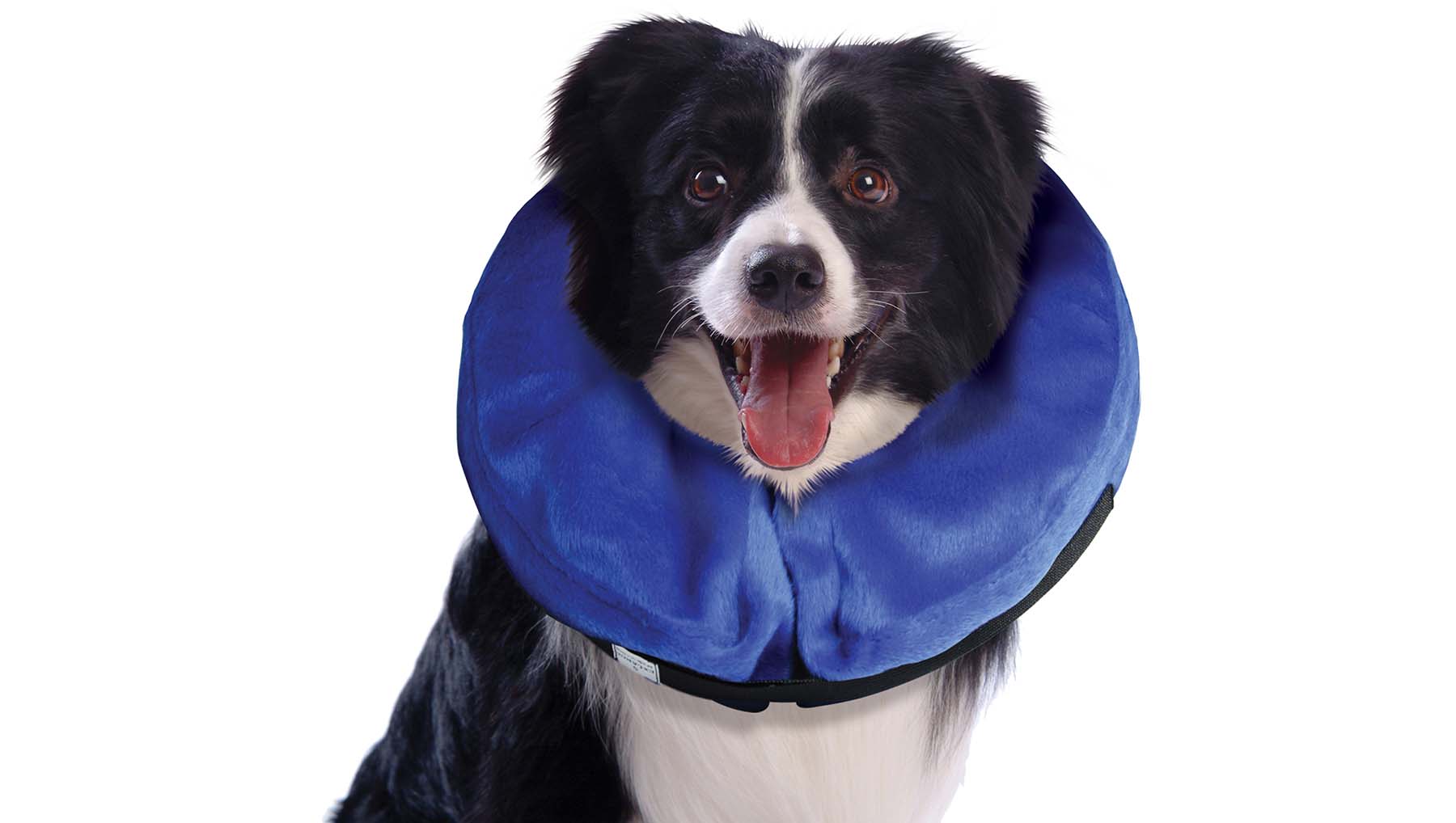 Conditioning and the Recovery Collar | VetZone